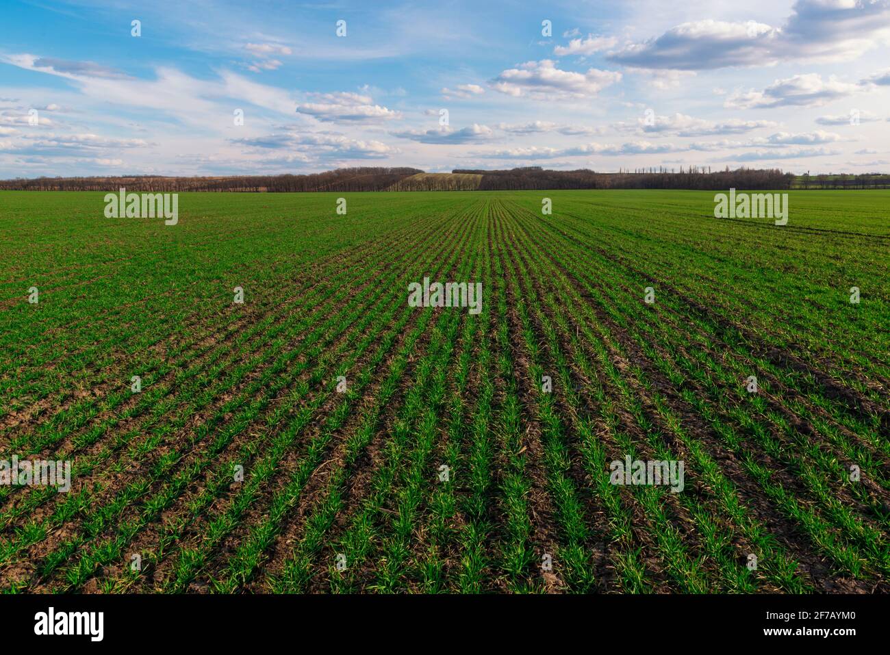 Farm crops field rows clouds hi-res stock photography and images - Alamy