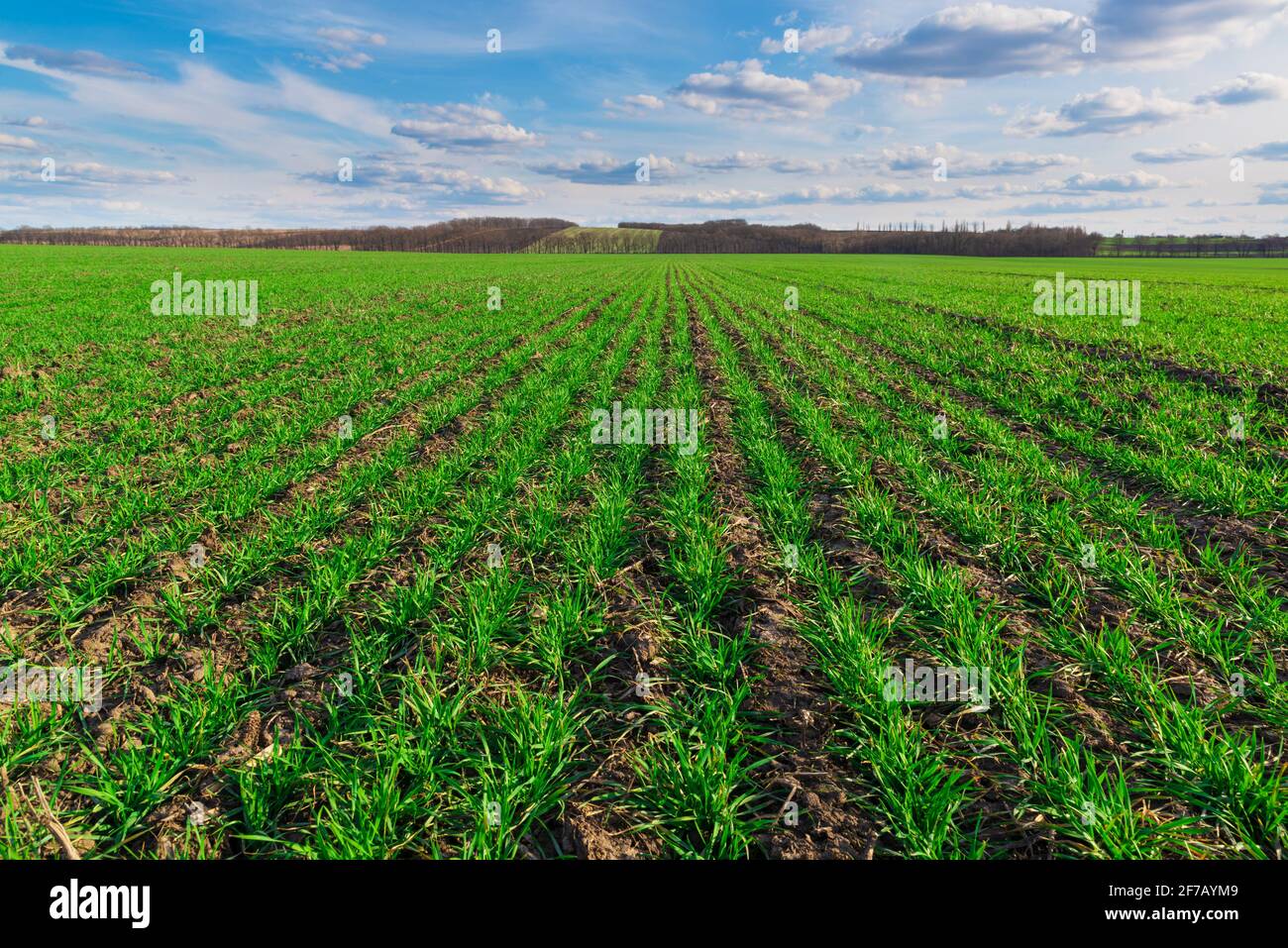 Rows of fresh green crops on the farm field. Cultivated field with ...