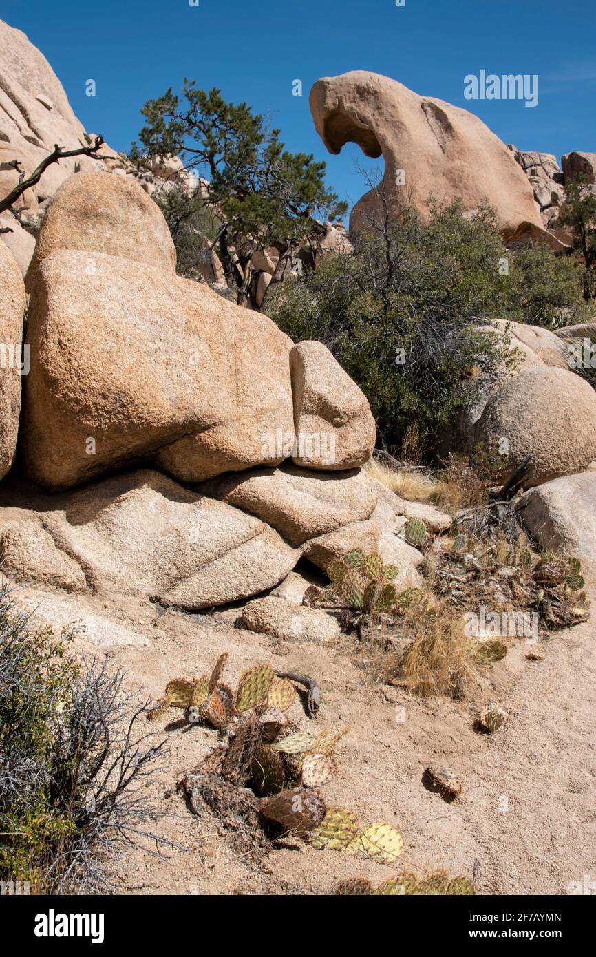 This rock in Joshua Tree National Park looks like a different animal ...