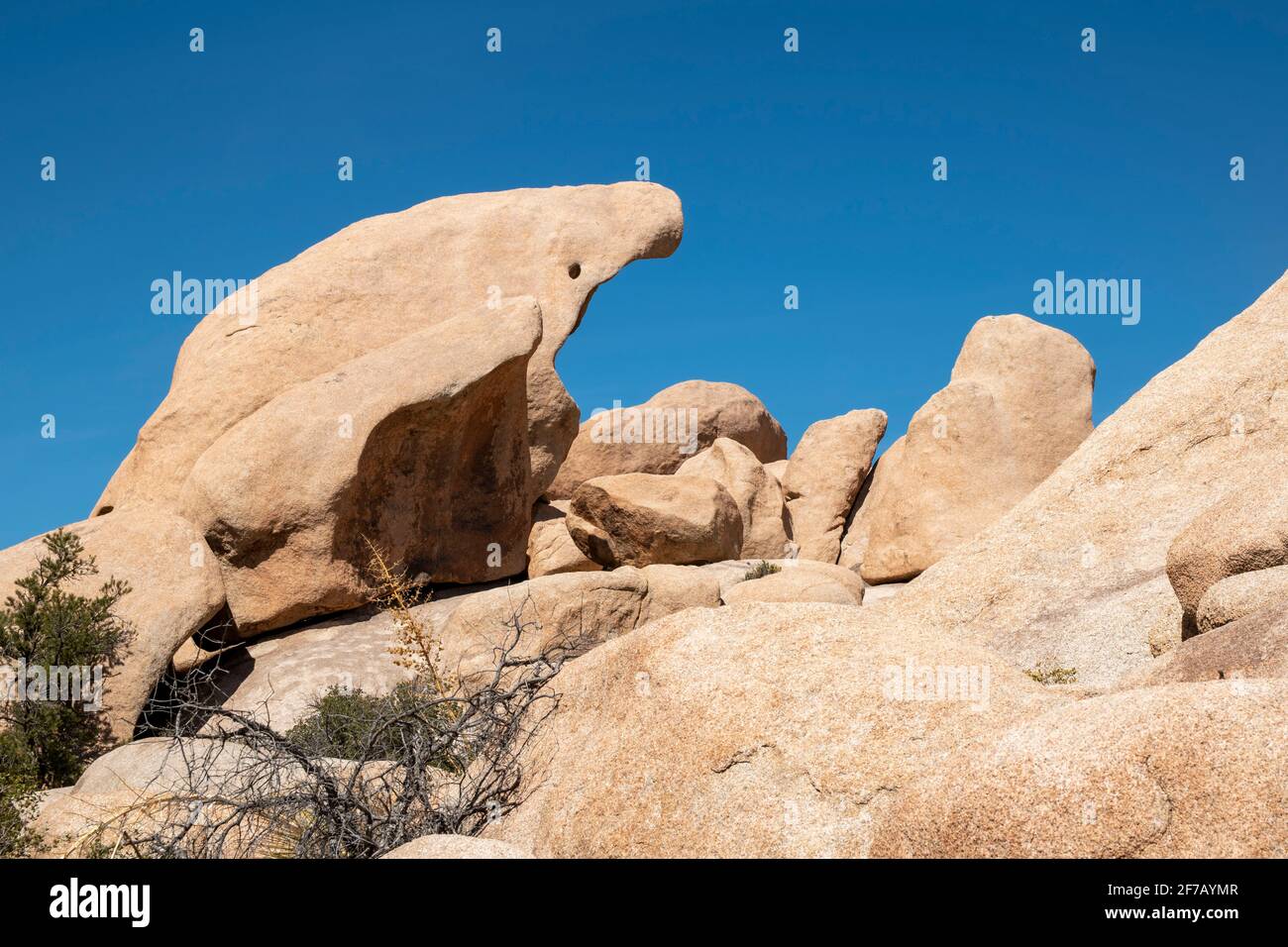 This rock in Joshua Tree National Park looks like a different animal ...