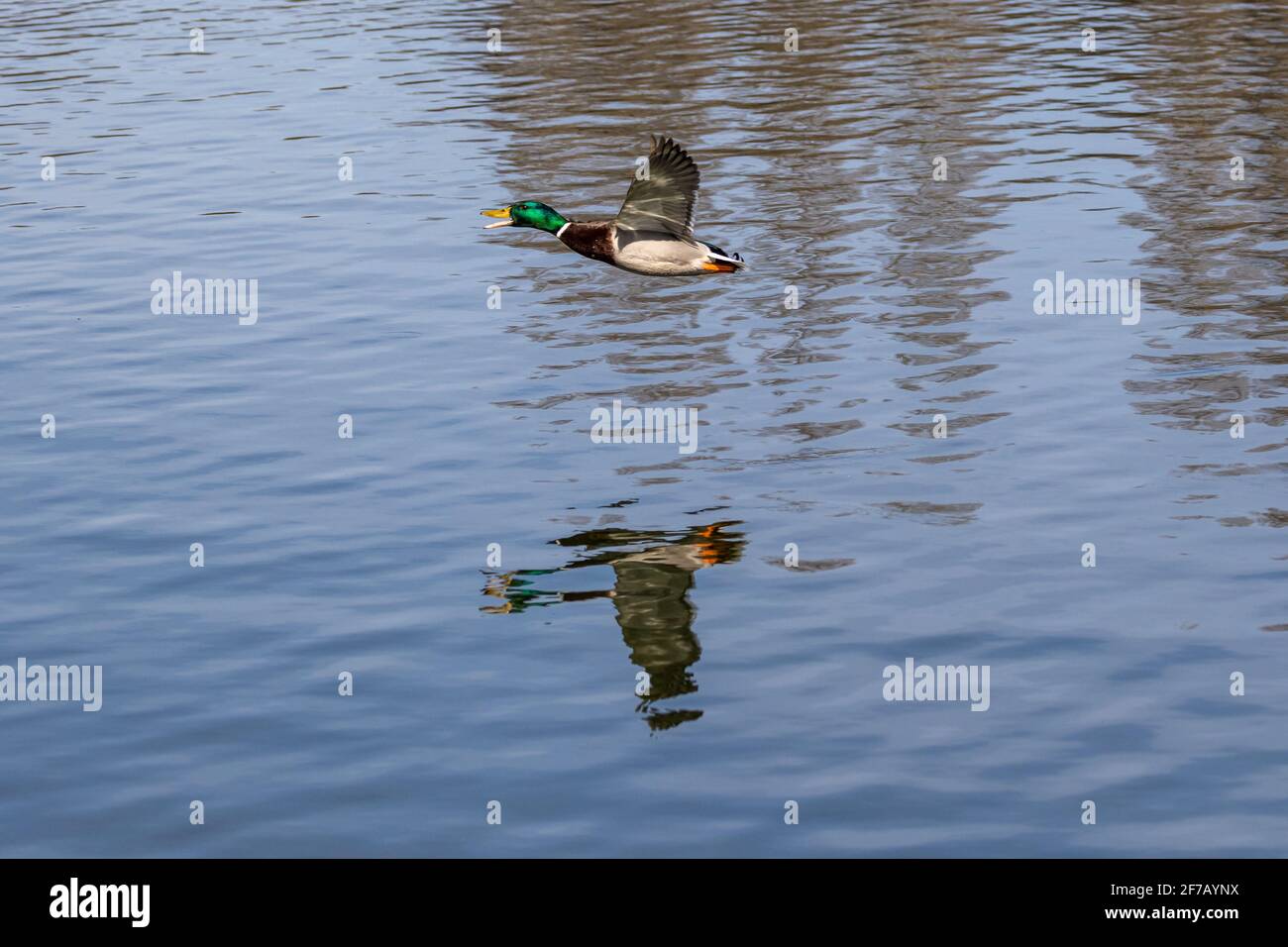 The mallard, Anas platyrhynchos is a dabbling duck. Here flying in the ...