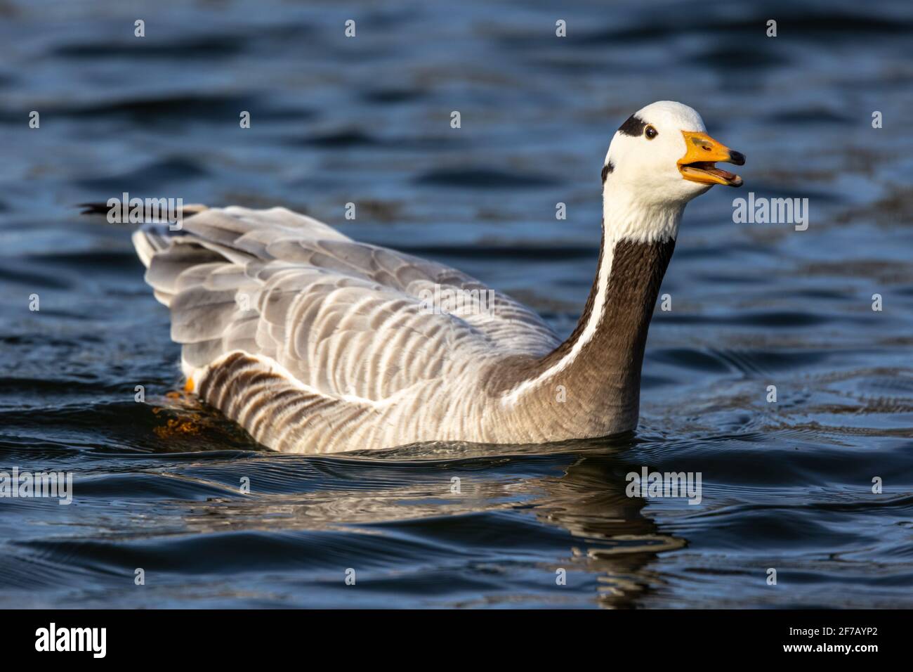 The bar-headed goose, Anser indicus is a goose that breeds in Central ...