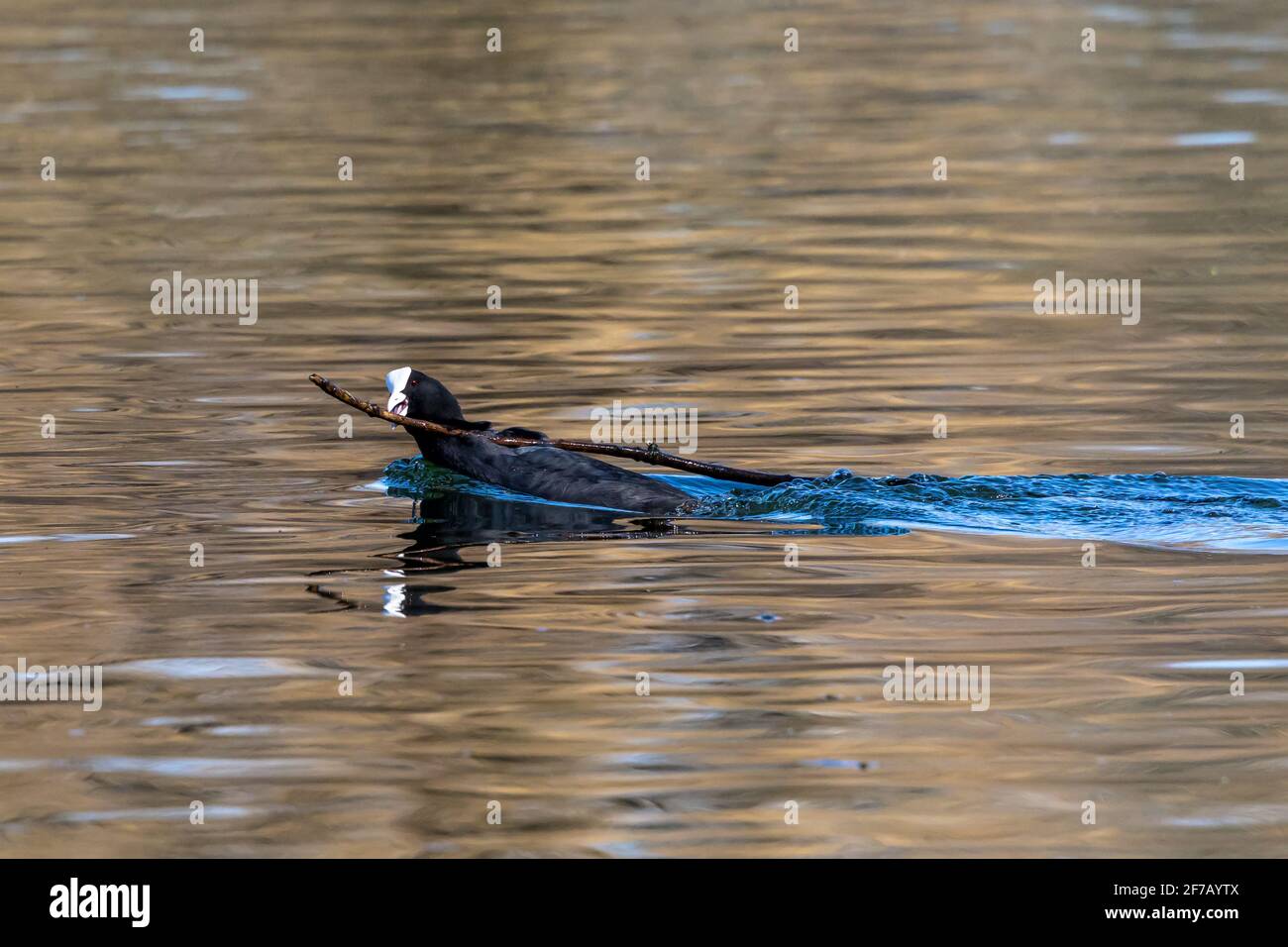 The Eurasian coot, Fulica atra, also known as the common coot, or ...