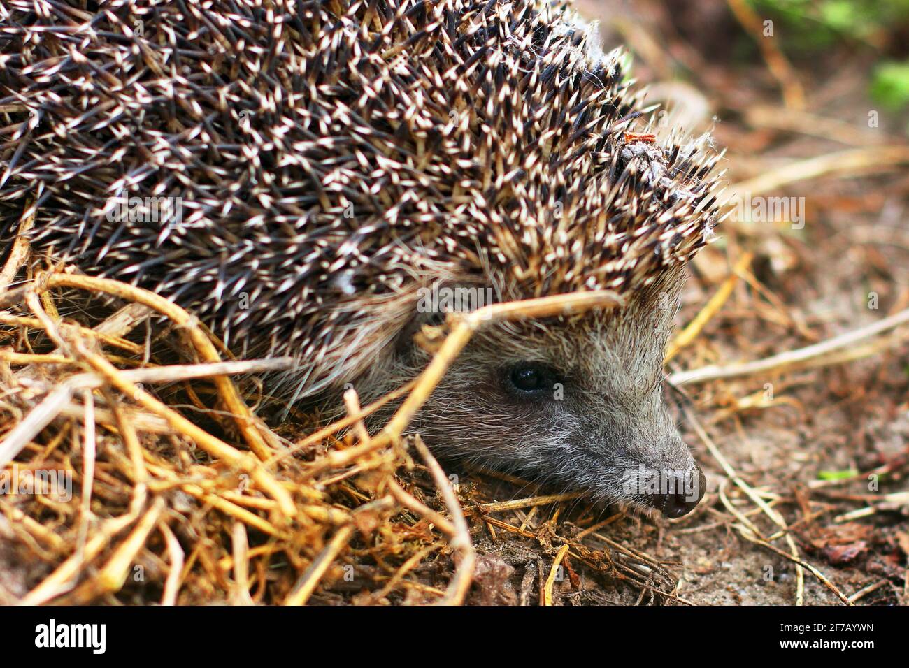 Hedgehog in the garden. Hedgehog close up Stock Photo - Alamy
