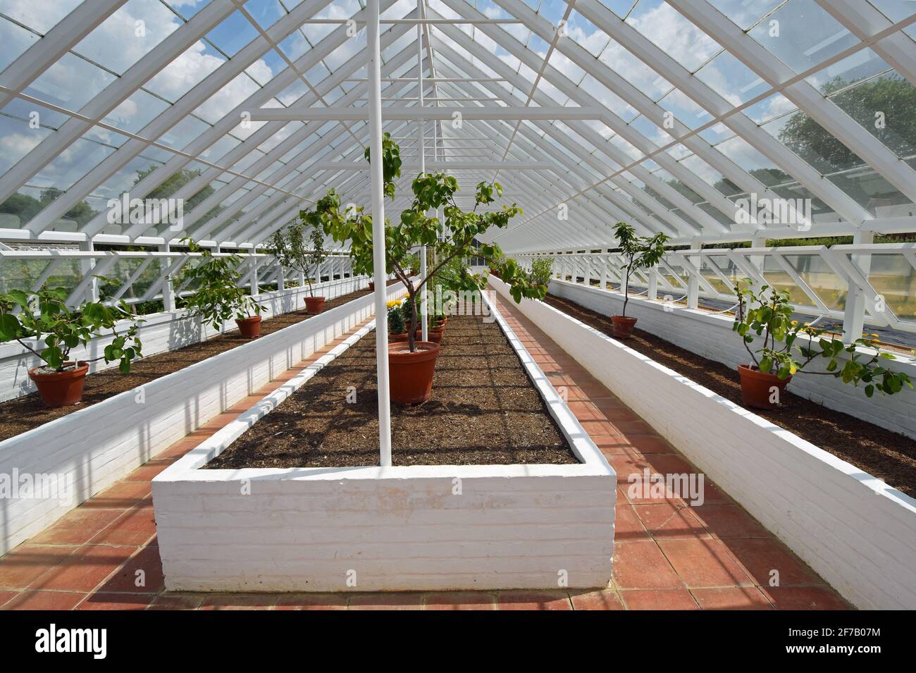Interior of large Greenhouse with grape vines Stock Photo - Alamy