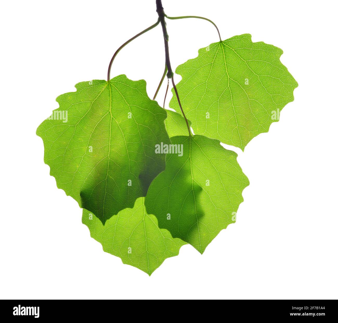Fresh green spring leaves of aspen isolated on white background Stock ...