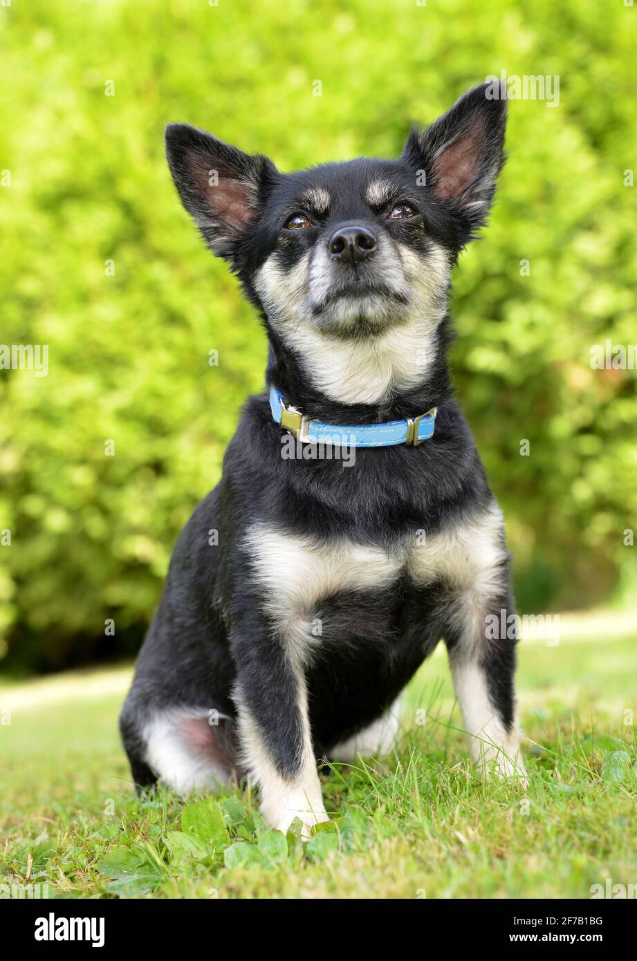 portrait of a cute purebred chihuahua on the beach Stock Photo - Alamy