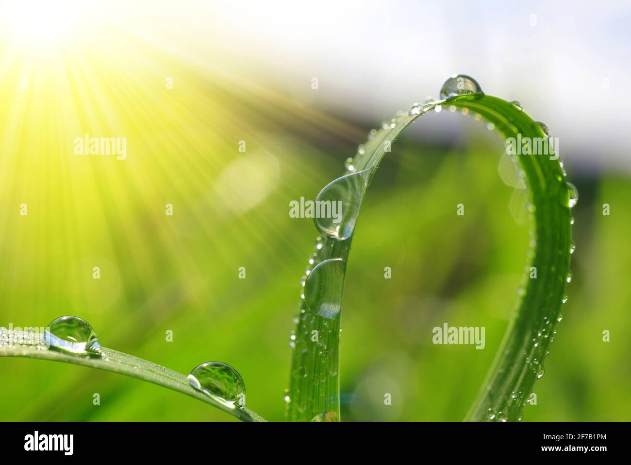 Transparent drops of water dew on grass close up. Spring nature ...