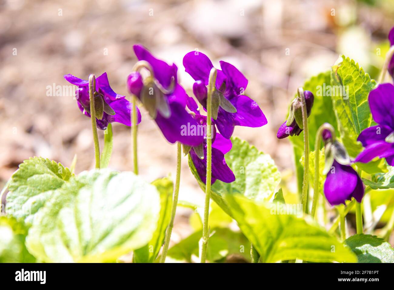purple violet flowers in nature.selective focus. nature Stock Photo - Alamy