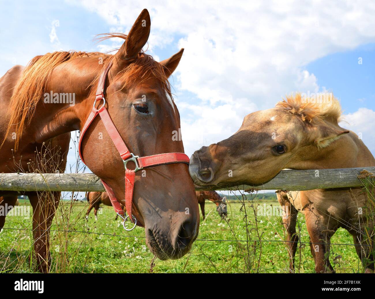 Thoroughbred colt hi-res stock photography and images - Alamy
