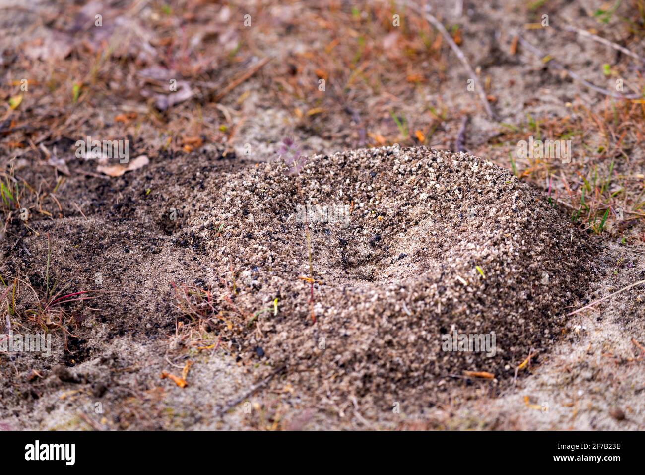 A small anthill with scattered grains of sand near his entrance Stock ...