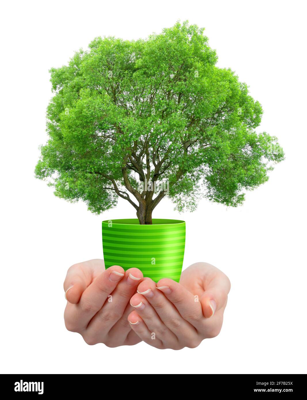 Hands holding tree in pot isolated on white background Stock Photo - Alamy