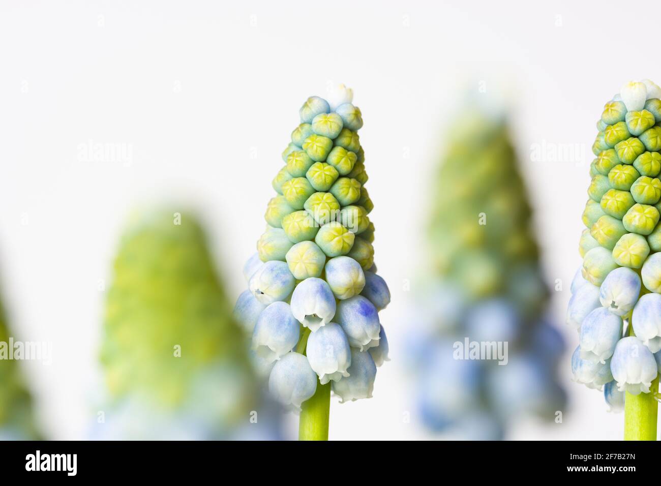 Grape Hyacinth, Muscari 'Peppermint' Stock Photo - Alamy