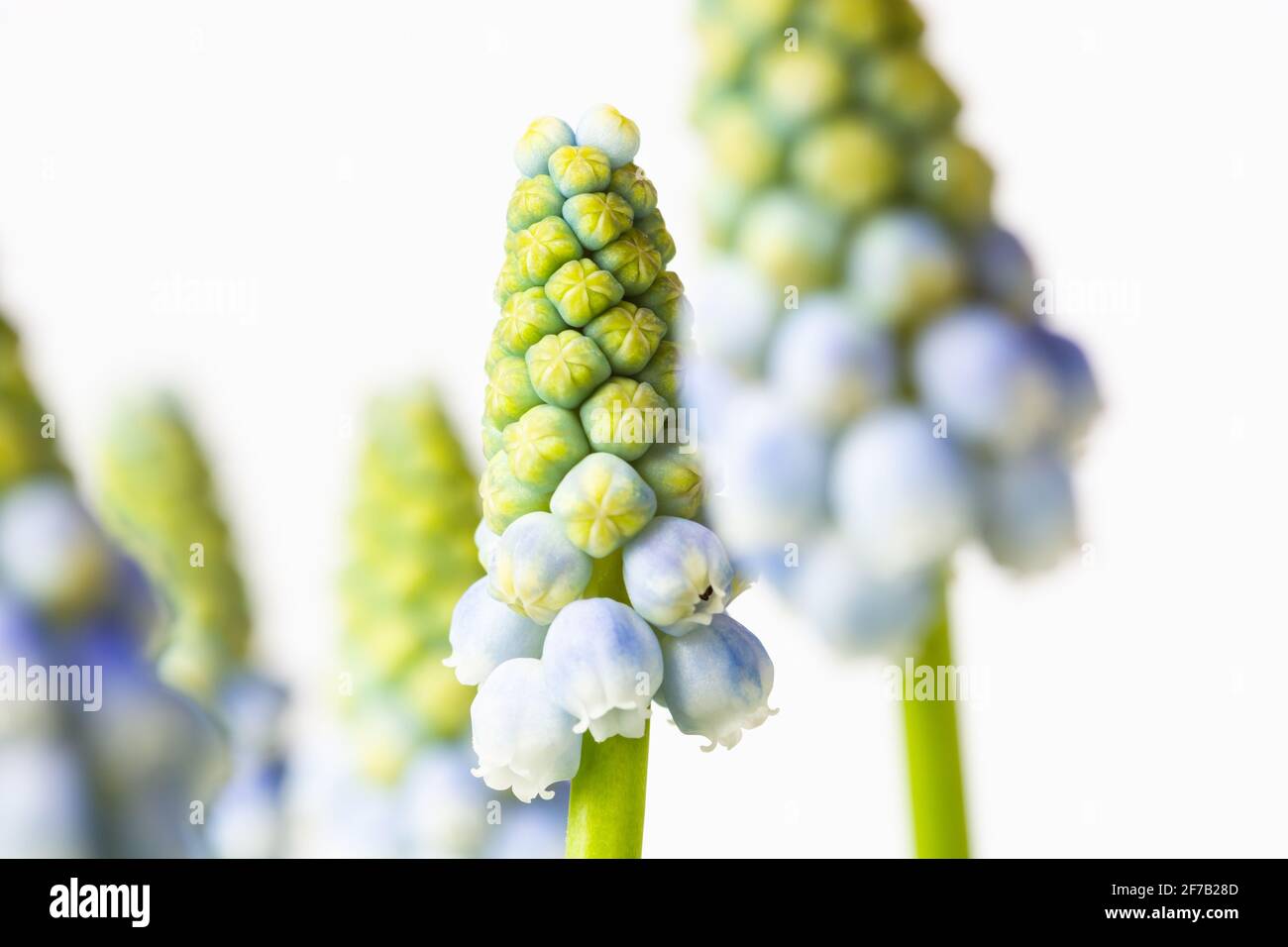 Grape Hyacinth, Muscari 'Peppermint' Stock Photo - Alamy
