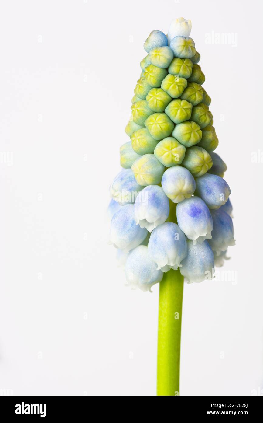 Grape Hyacinth, Muscari 'Peppermint' Stock Photo - Alamy