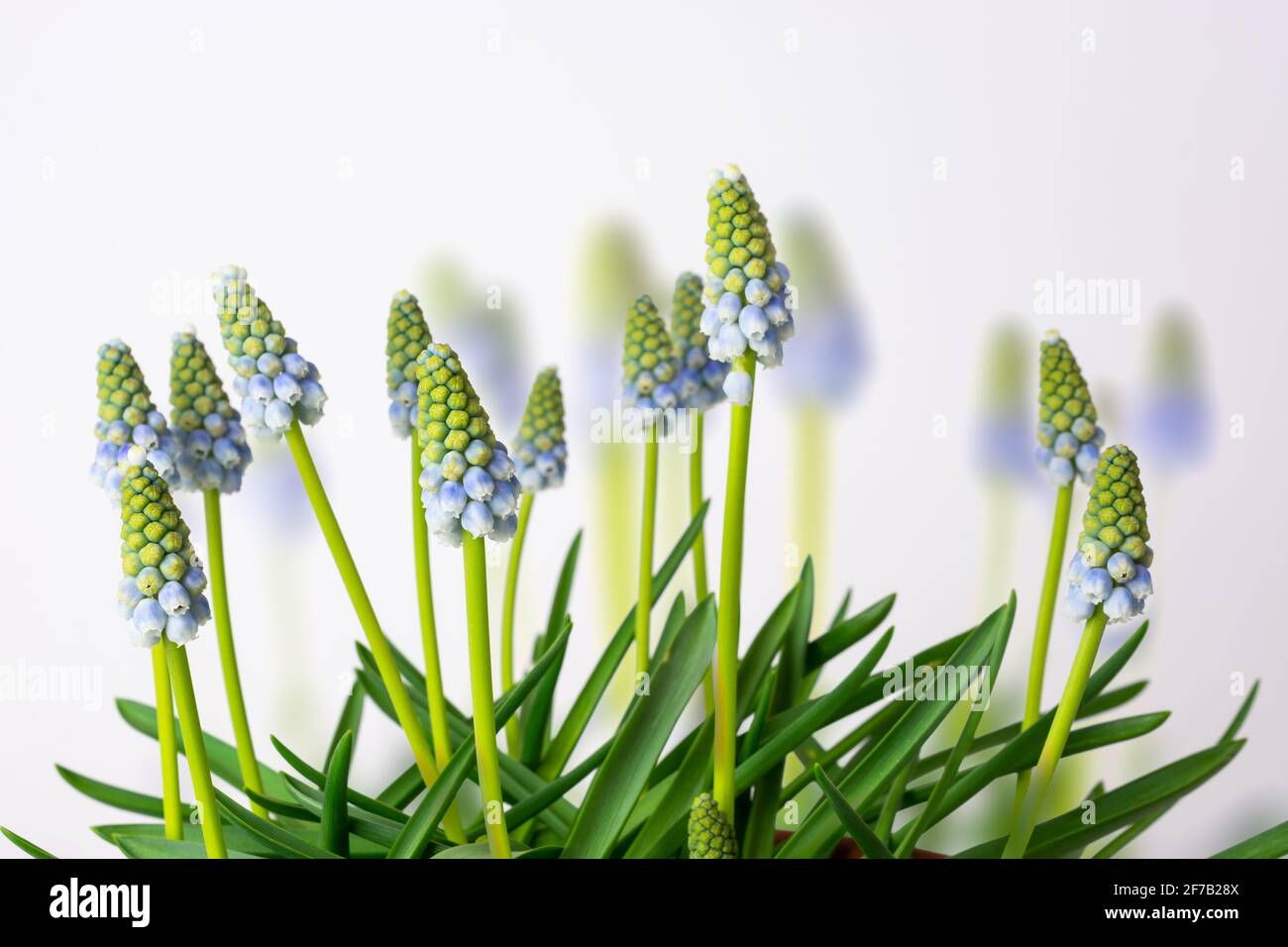 Grape Hyacinth, Muscari 'Peppermint' Stock Photo - Alamy