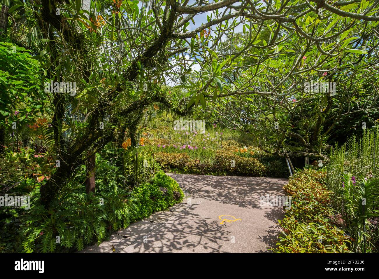 Happy mood greenery at National Orchid Garden, Singapore Stock Photo ...