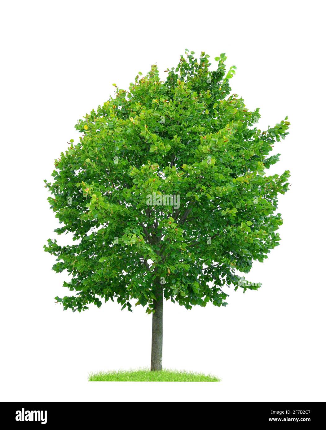 Linden tree isolated on white background Stock Photo - Alamy