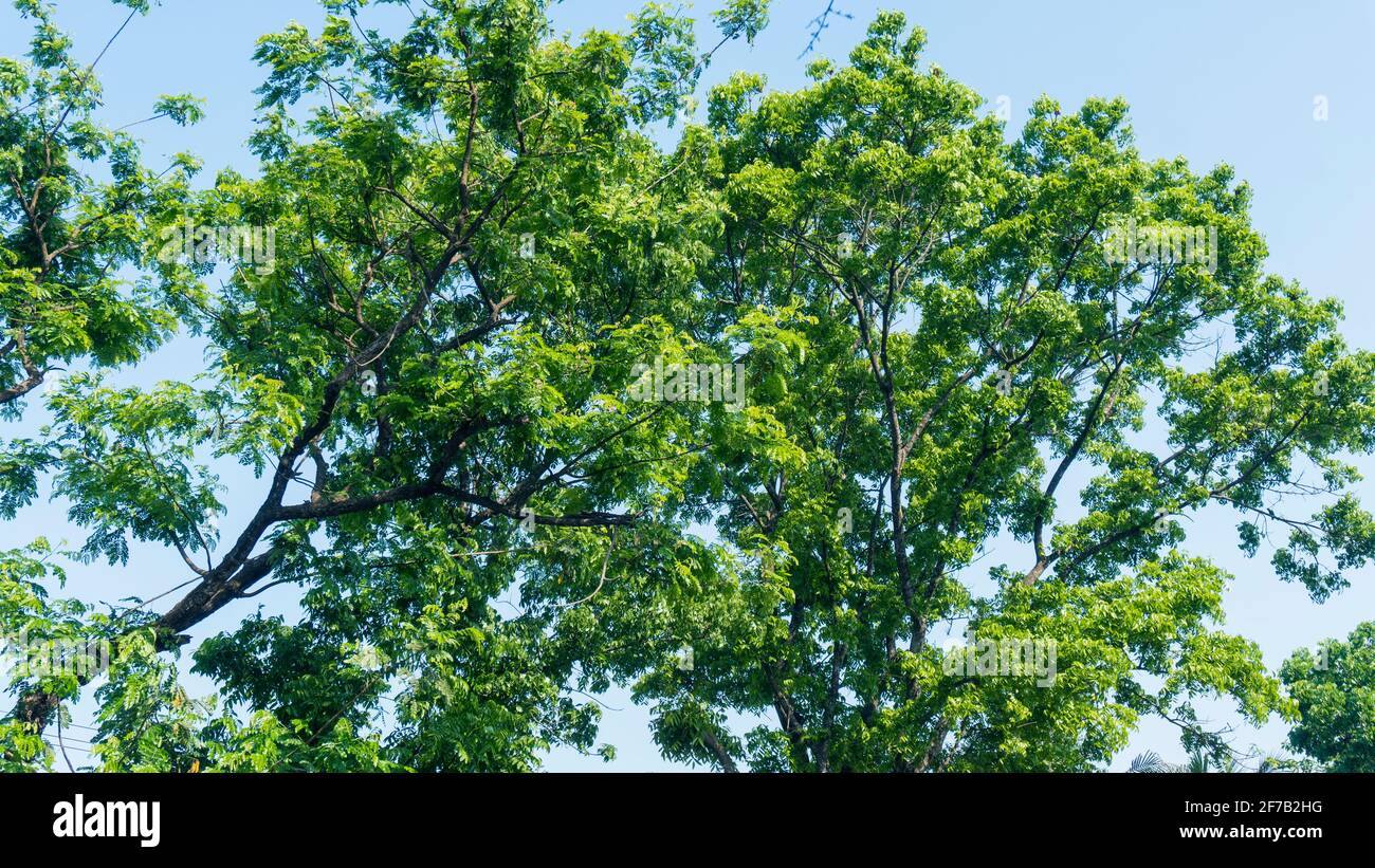 The branches of a tree. branches against blue sky Stock Photo - Alamy