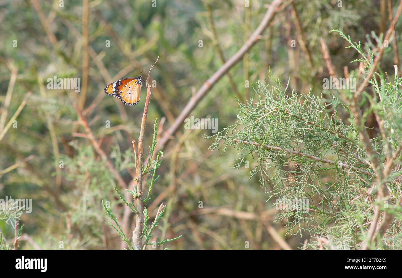 Diverse flora and fauna hi-res stock photography and images - Alamy