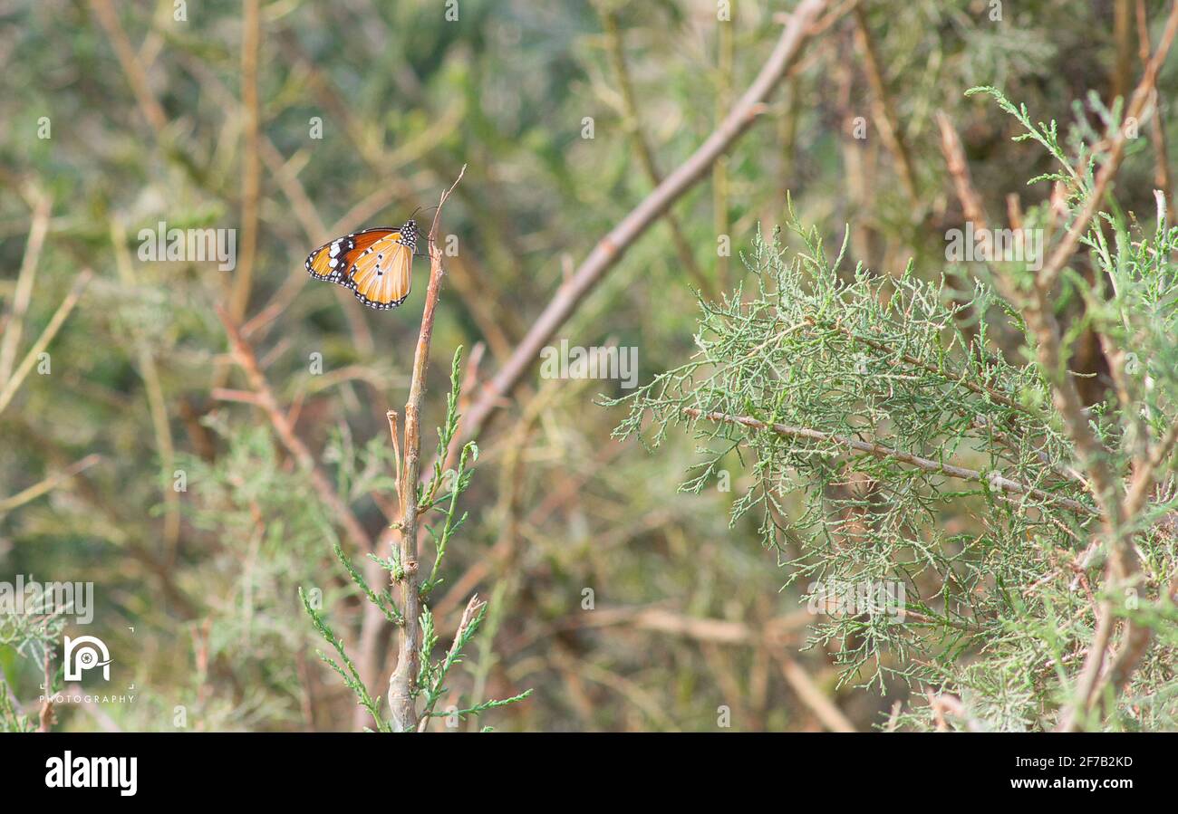 Diverse flora and fauna hi-res stock photography and images - Alamy