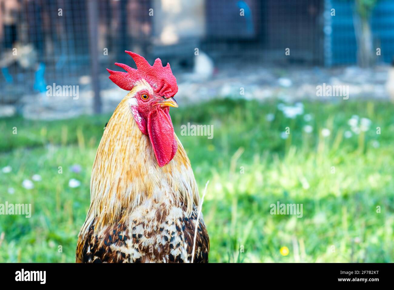 Big beautiful colorful rooster with a red crest on his head on a ...