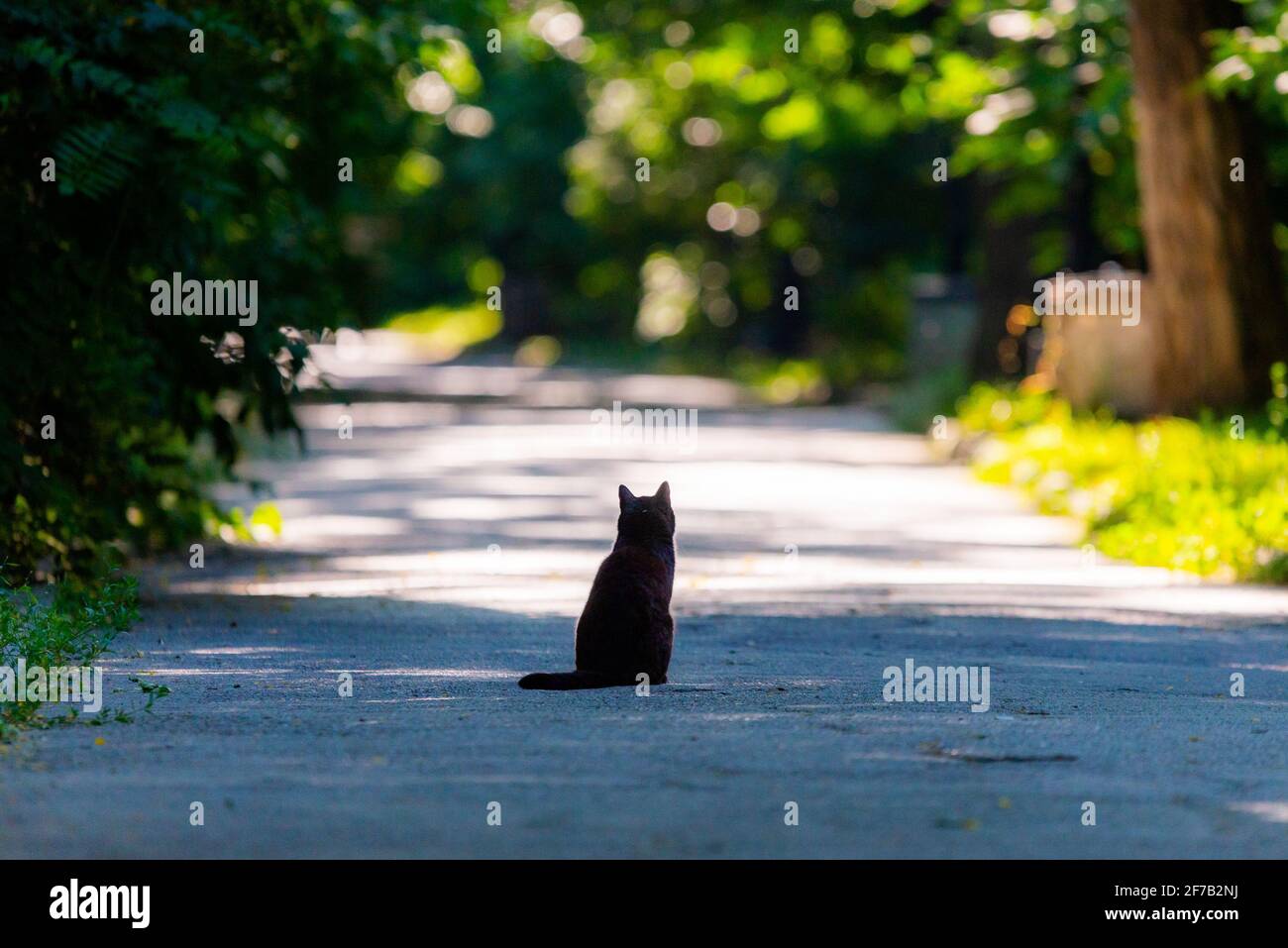 Street cat on a shady alley in the park on a summer day Stock Photo - Alamy