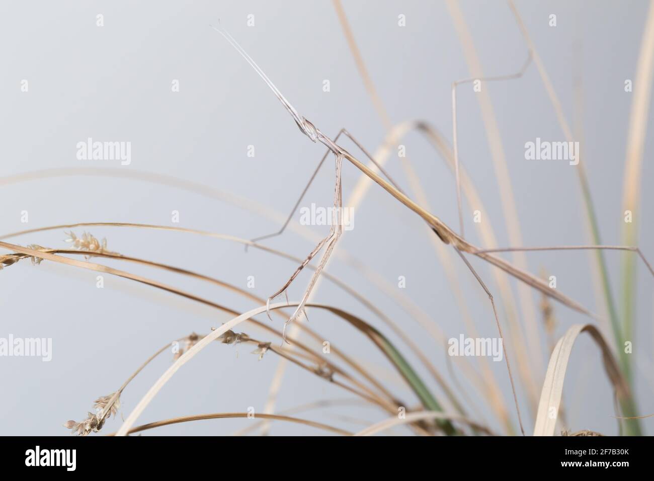 Indian grass mantis (Schizocephala bicornis Stock Photo - Alamy