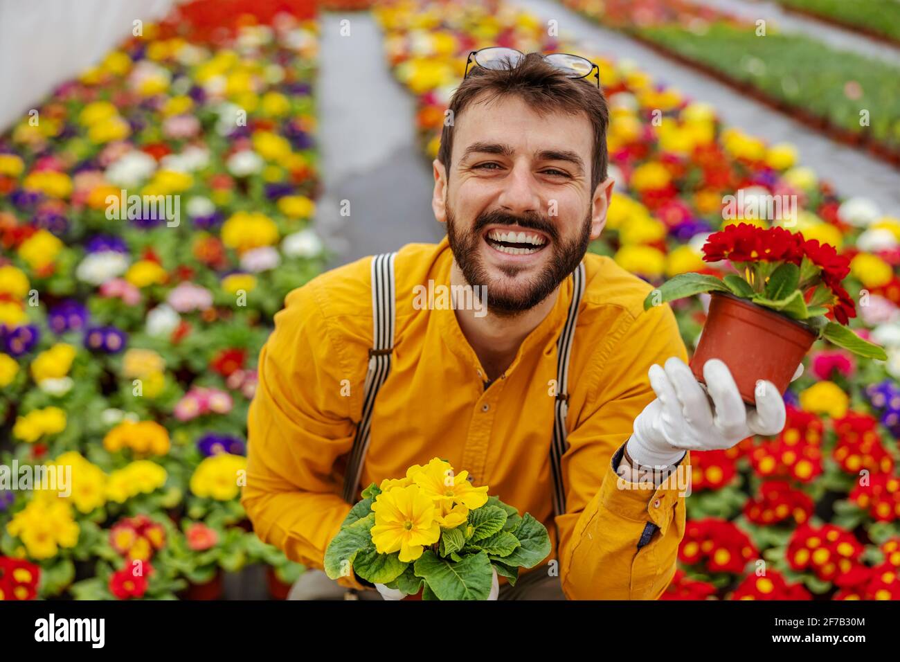 Smiling gardener crouching in greenhouse and holding ports with flowers ...