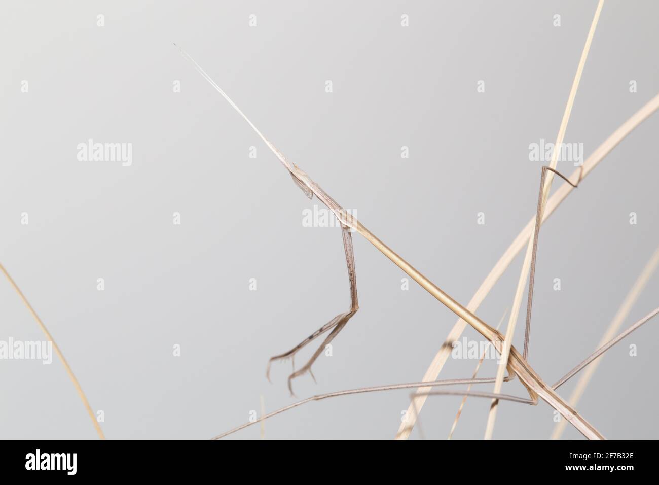 Indian grass mantis (Schizocephala bicornis Stock Photo - Alamy