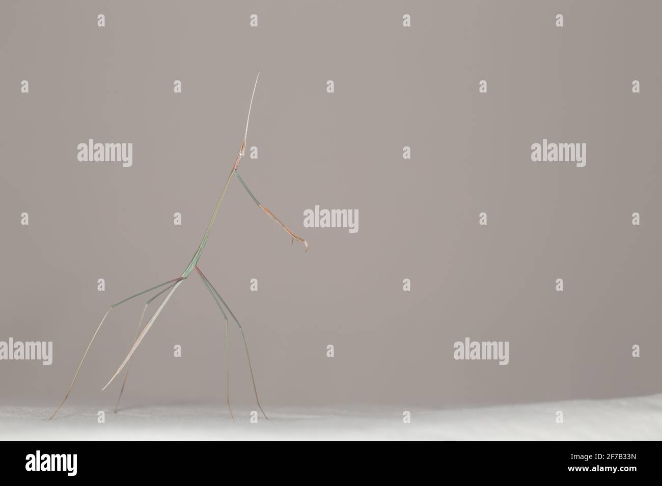 Indian grass mantis (Schizocephala bicornis Stock Photo - Alamy