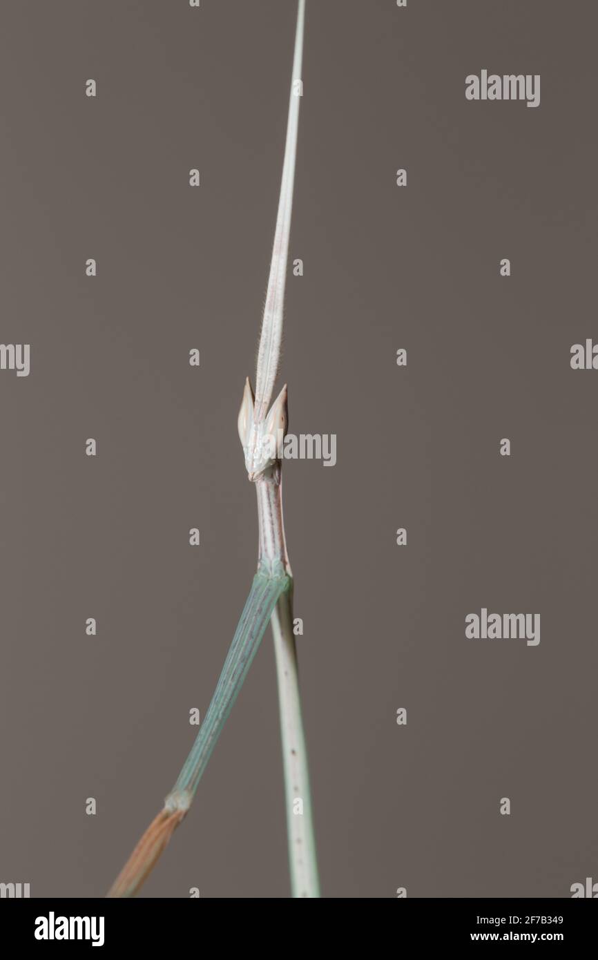 Indian grass mantis (Schizocephala bicornis Stock Photo - Alamy
