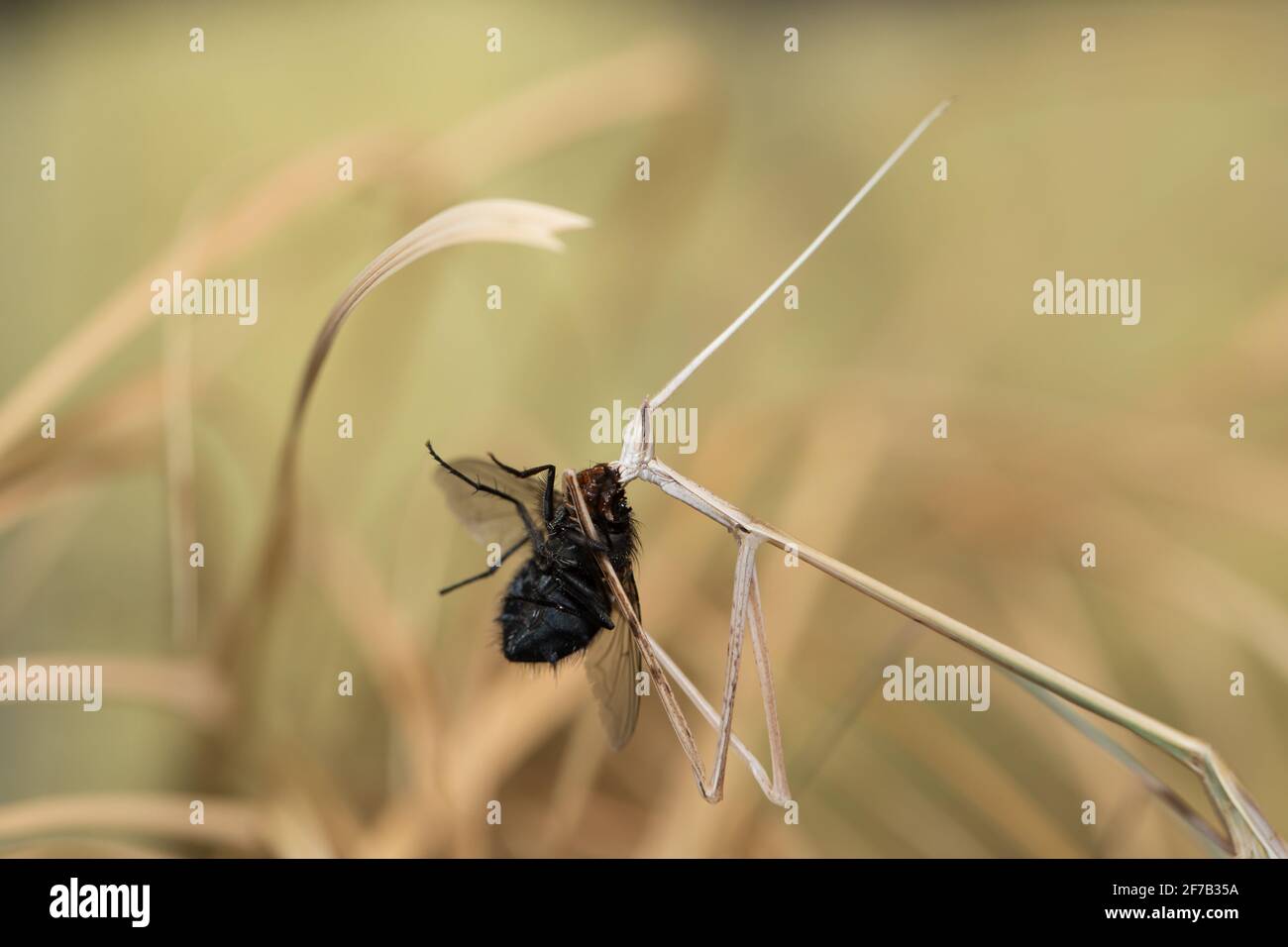 Indian grass mantis (Schizocephala bicornis Stock Photo - Alamy