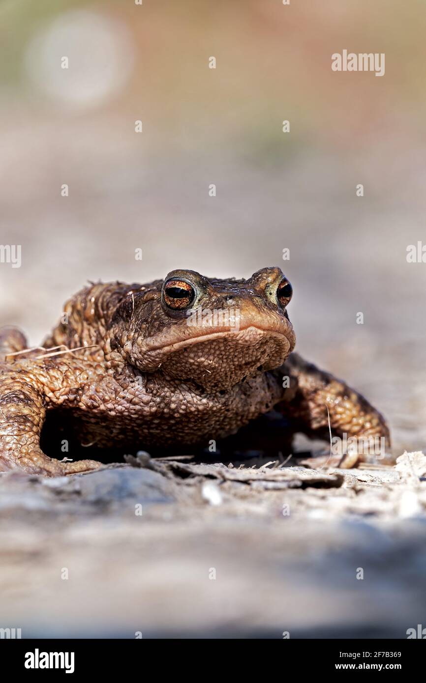 spring is the time of toad migration Stock Photo - Alamy
