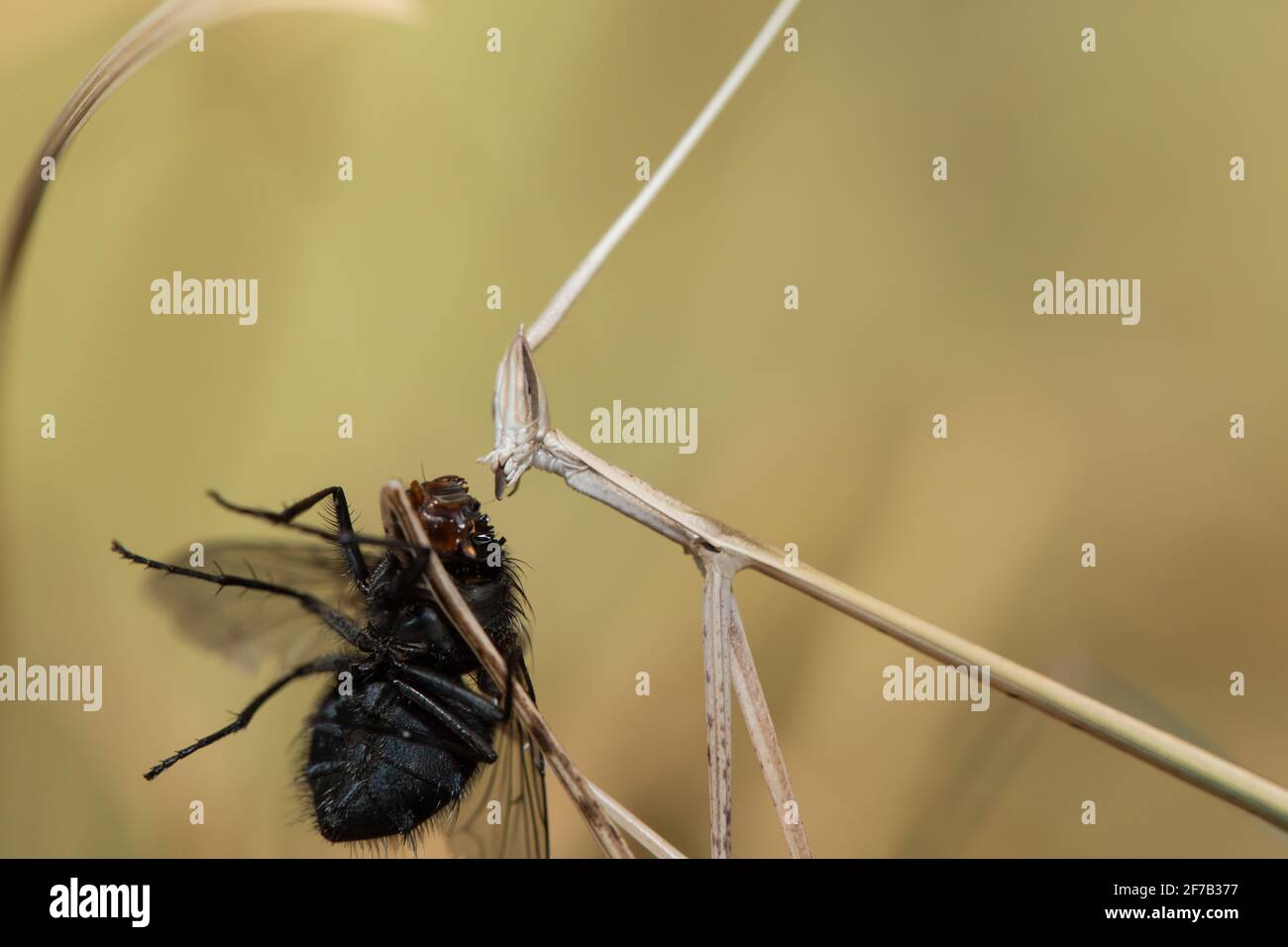 Indian grass mantis hi-res stock photography and images - Alamy