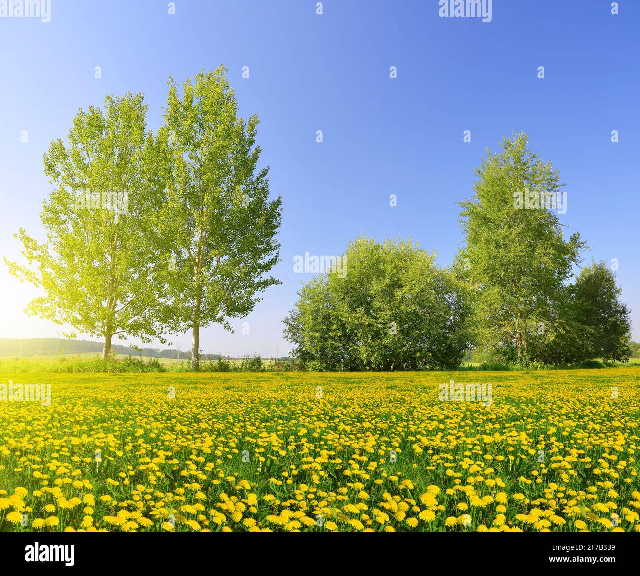 Sunny spring landscape with blooming dandelions in the meadow Stock ...