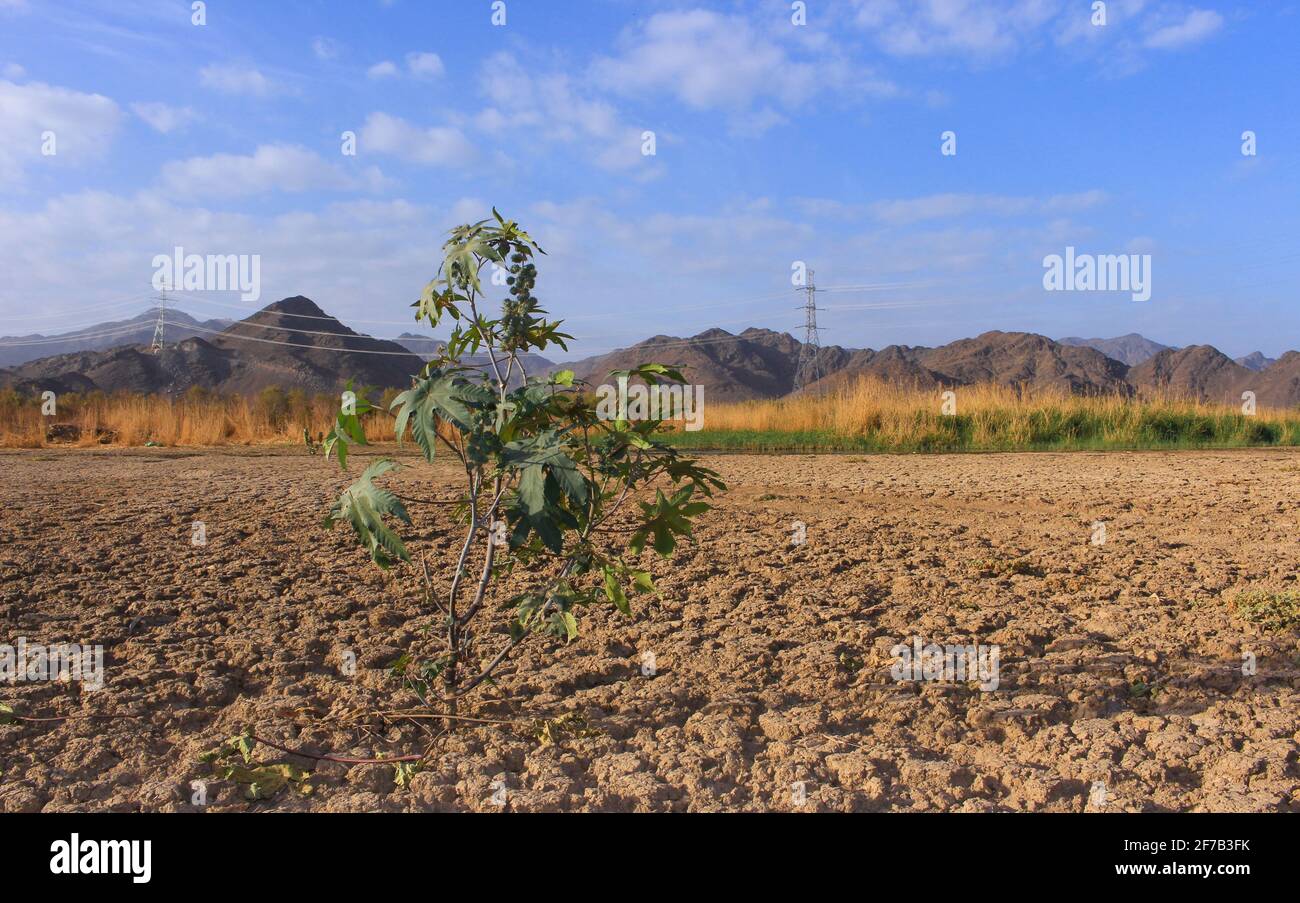 dry land in saudi arabia Stock Photo - Alamy