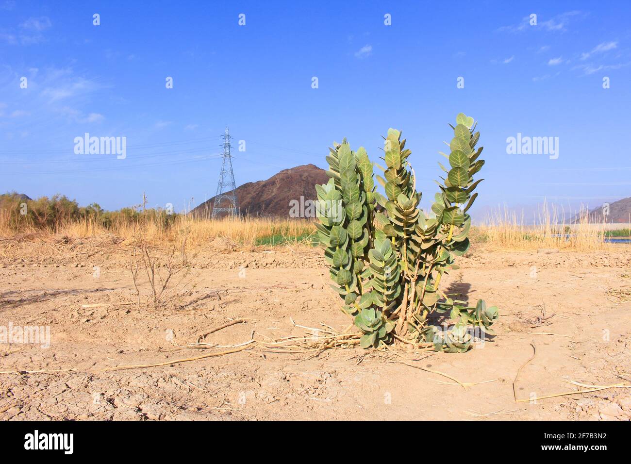 Saudi arabia cactus hi-res stock photography and images - Alamy