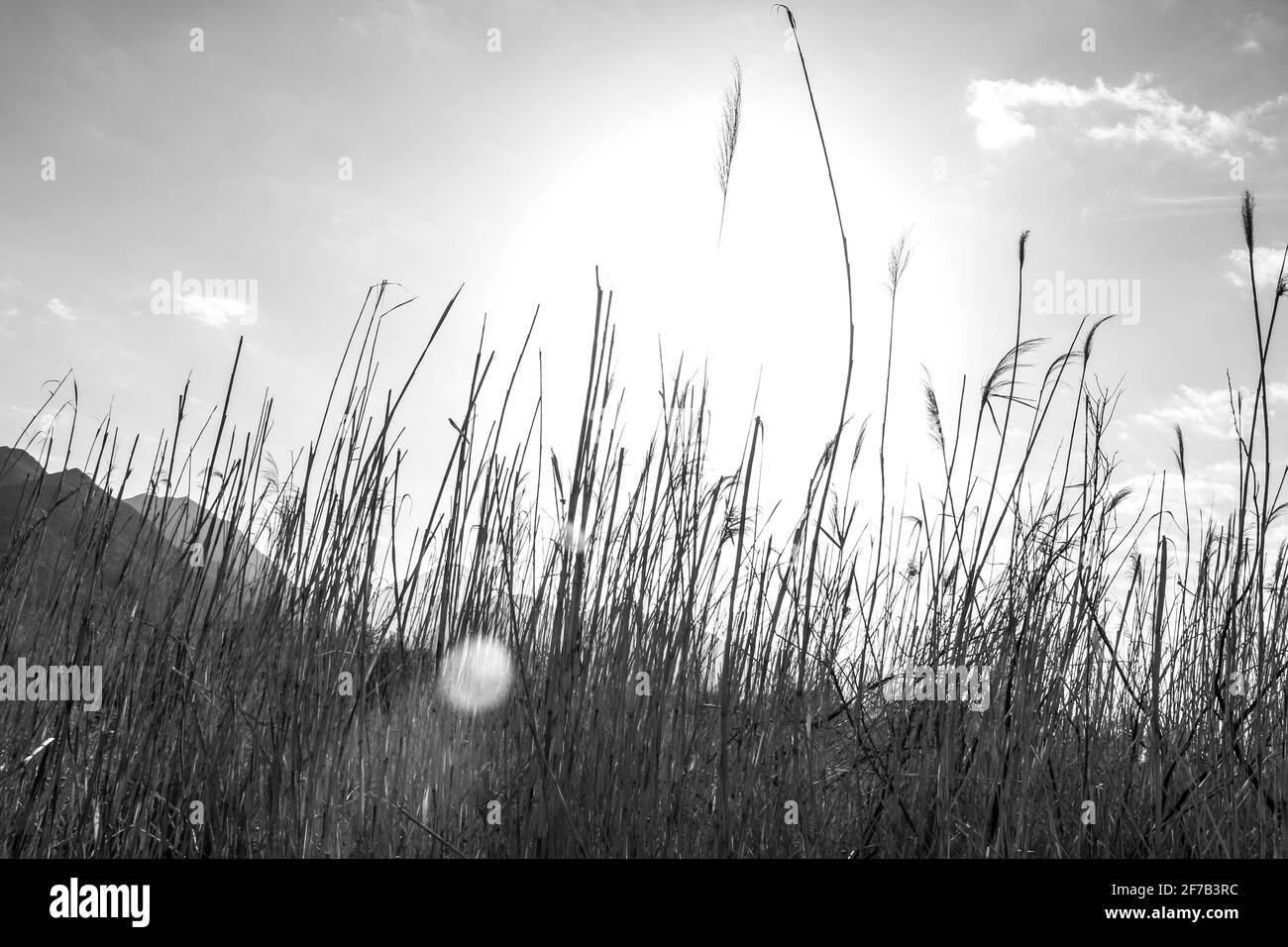 Paddy rice field at sunset Black and White Stock Photos & Images - Alamy