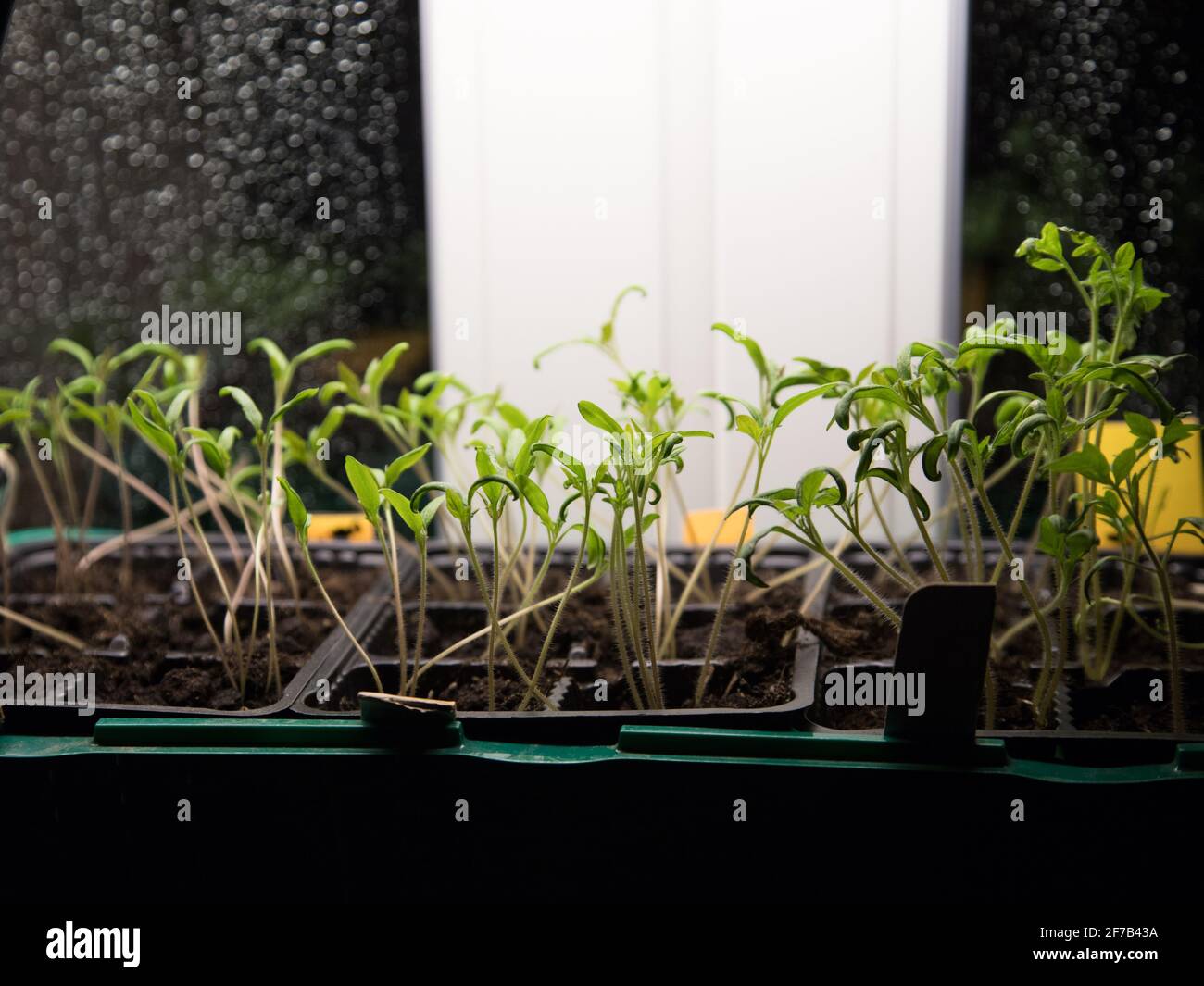 Tomato seedlings stand on the windowsill Stock Photo - Alamy