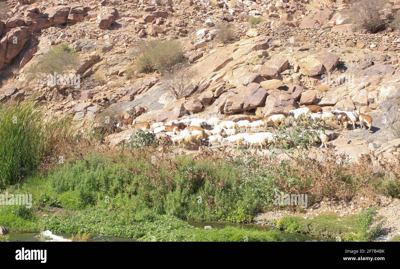 Saudi arabia cactus hi-res stock photography and images - Alamy