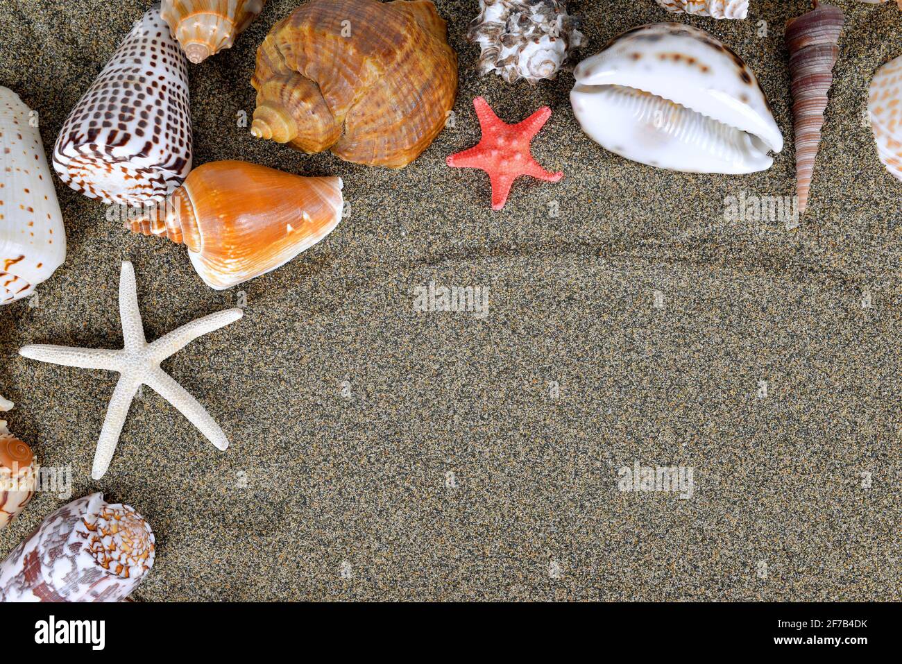 Sea shells on sand as background Stock Photo - Alamy