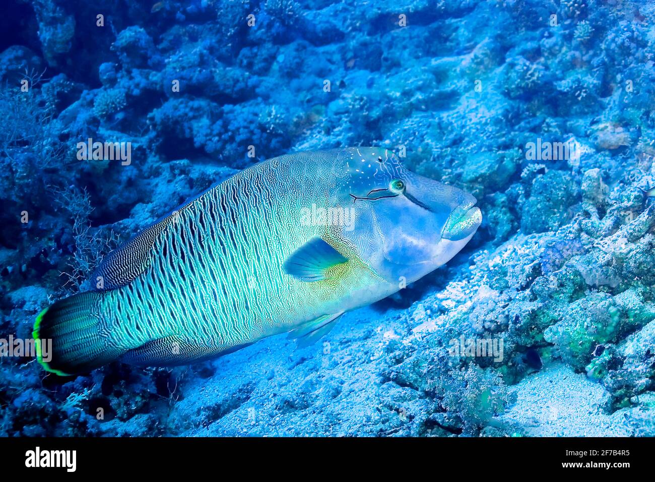 Humpback Wrasse, Cheilinus undulatus, Coral Reef, Red Sea, Egypt ...