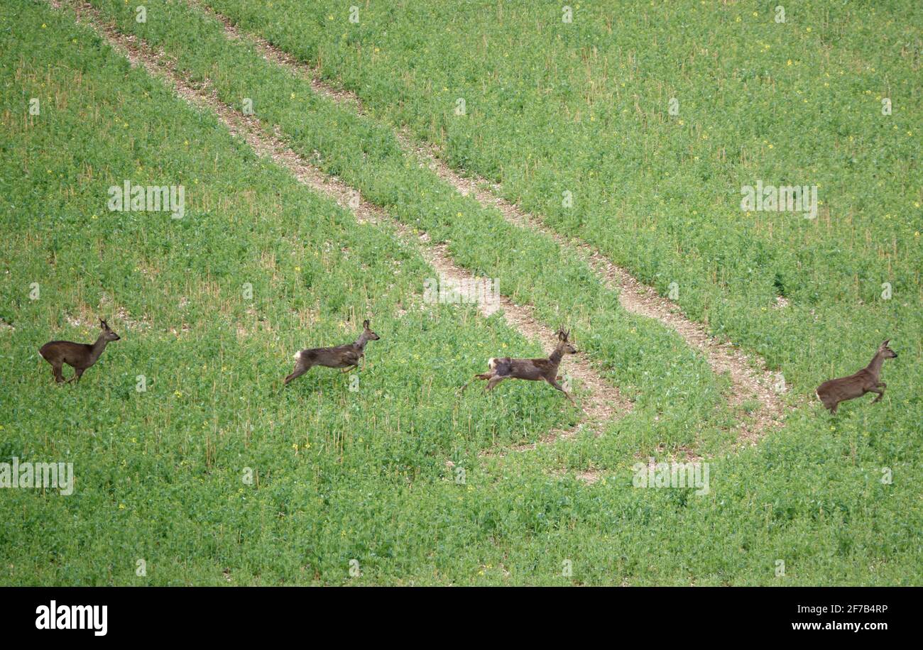 Roe deer male early summer hi-res stock photography and images - Alamy