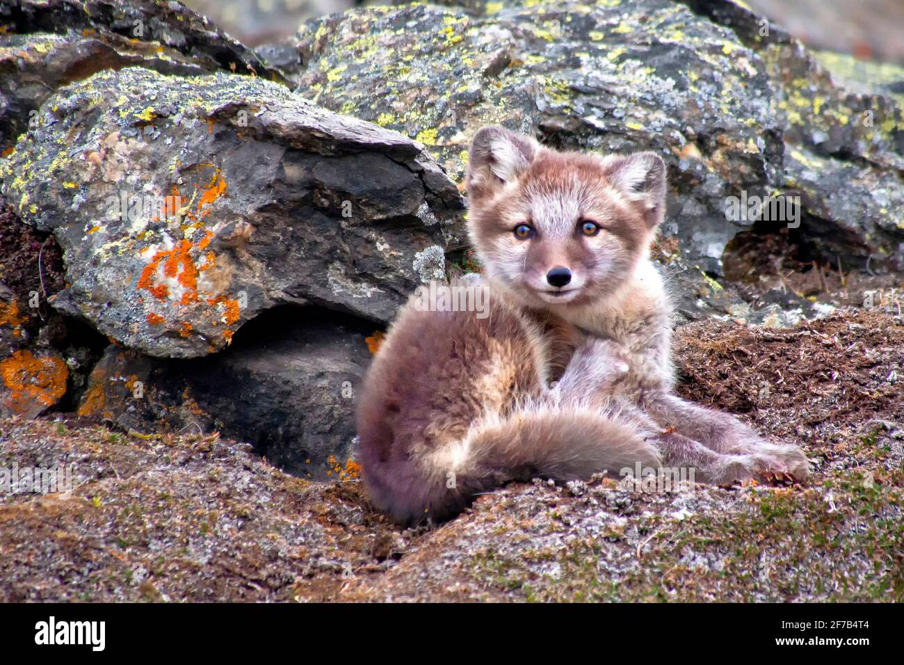 Arctic Fox, Vulpes lagopus, Signehamna Harbor, Nordvest Spitsbergen ...
