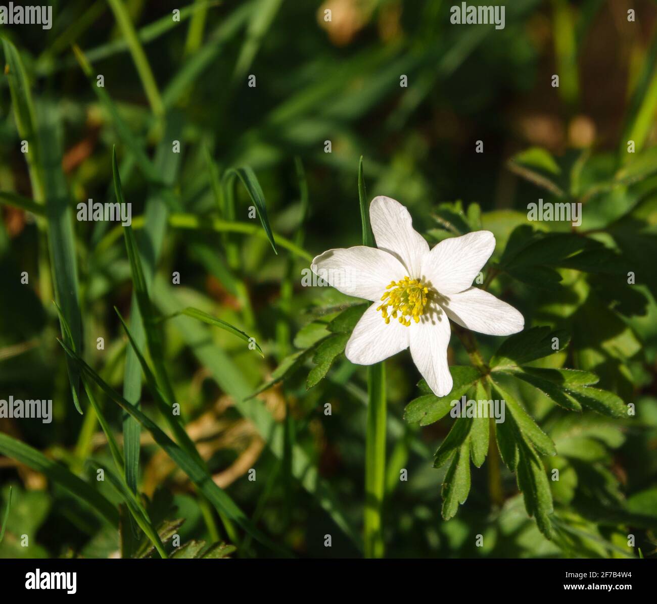 Yellow and white wild flowers hi-res stock photography and images - Alamy