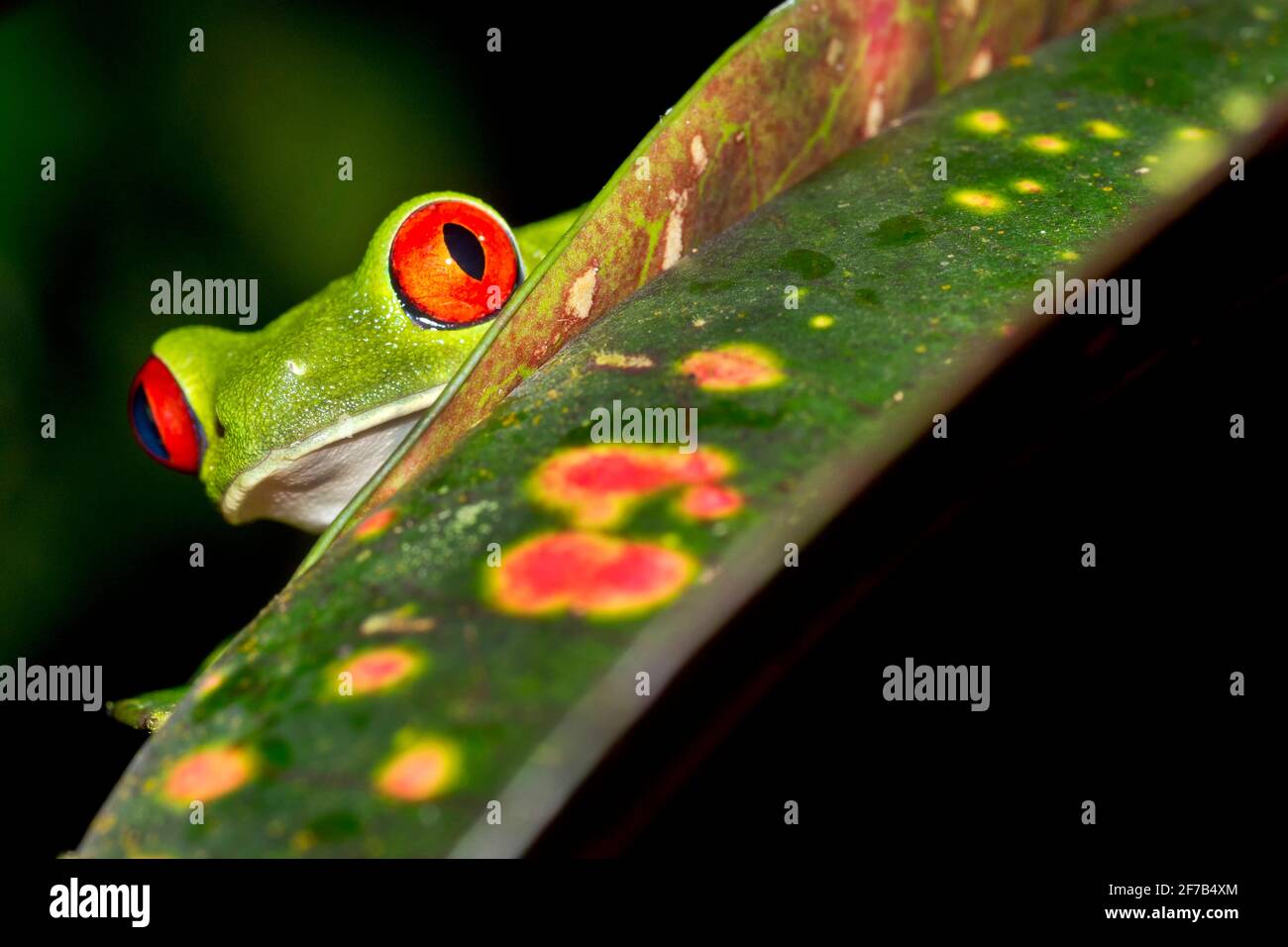 Red-eyed Tree Frog, Agalychnis callidryas, Tropical Rainforest ...