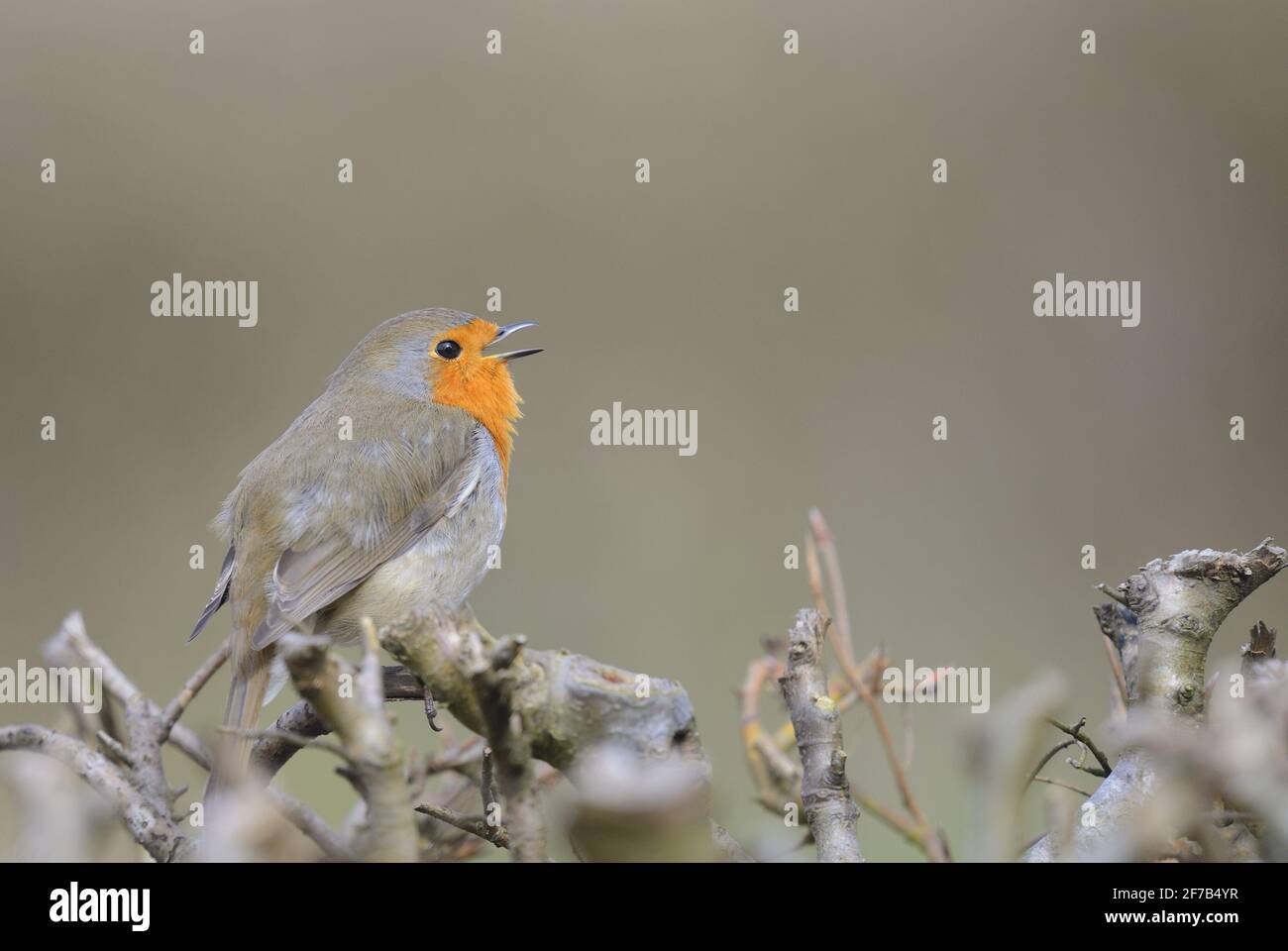 Robin singing with copy space hi-res stock photography and images - Alamy