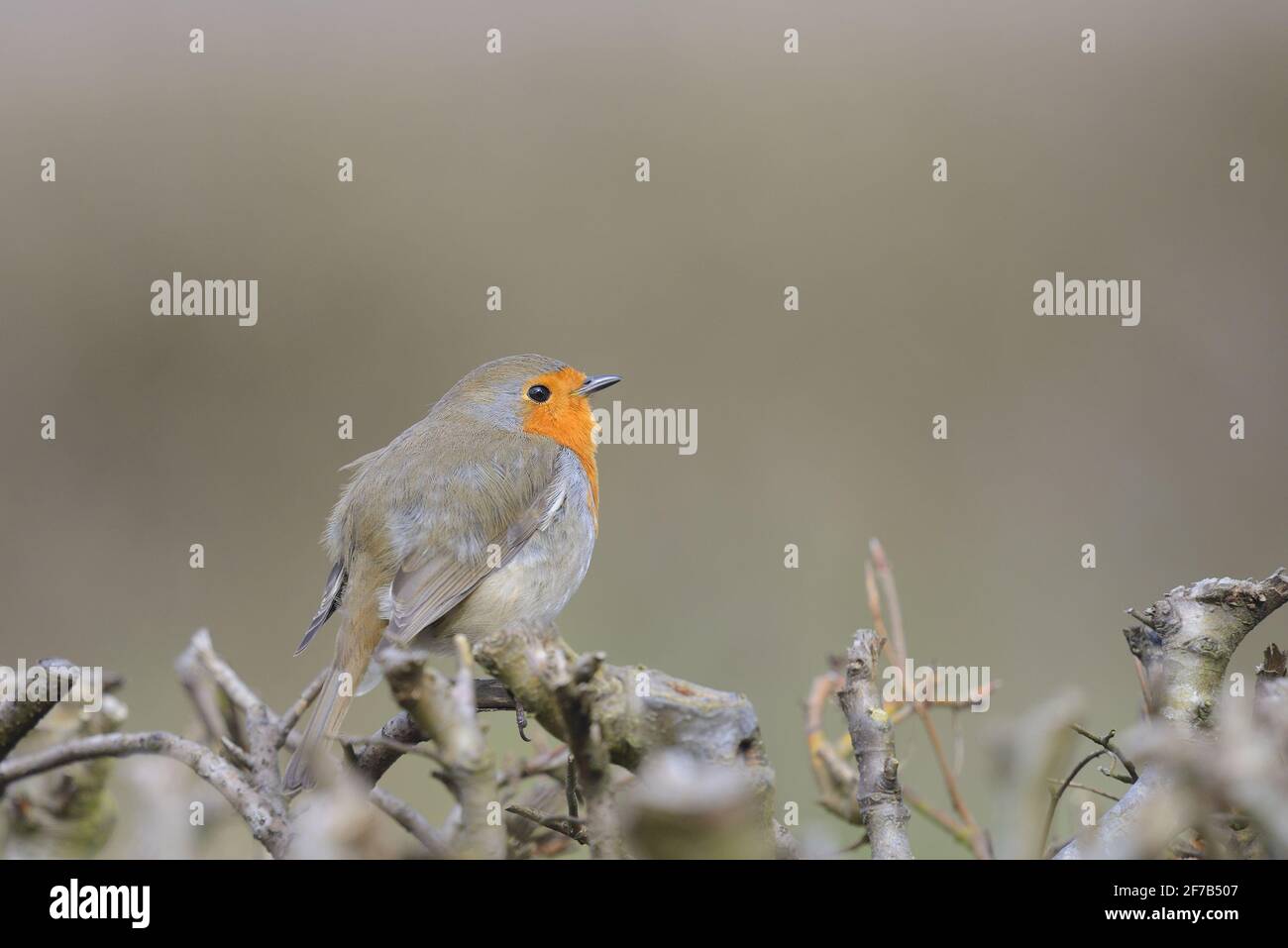 European Robin (Erithacus rubecula Stock Photo - Alamy