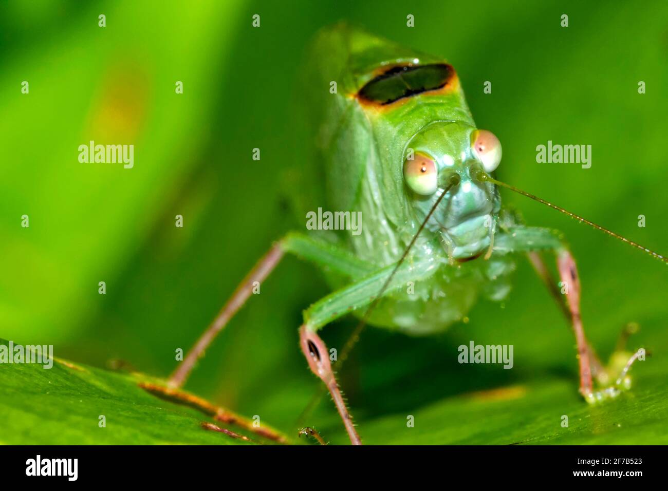 Mimetic insect hi-res stock photography and images - Alamy